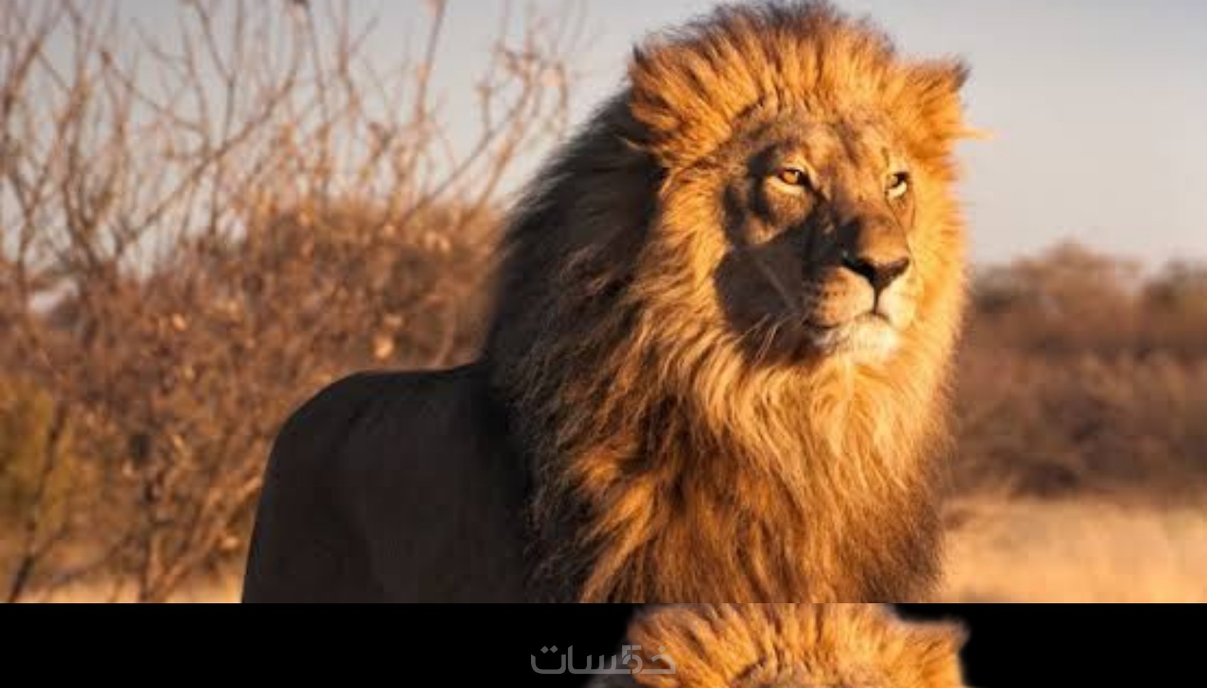 نزع خلفيات الصور بطريقة احترافية خمسات